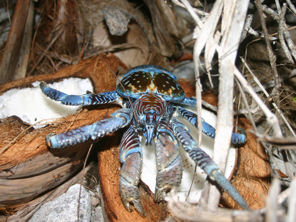 The coconut crab
